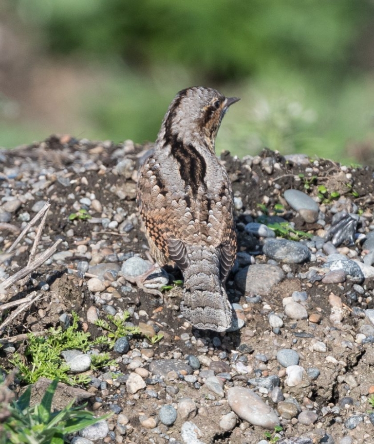 Best three hours of ABA birding ever? Might just be. - Birding Year