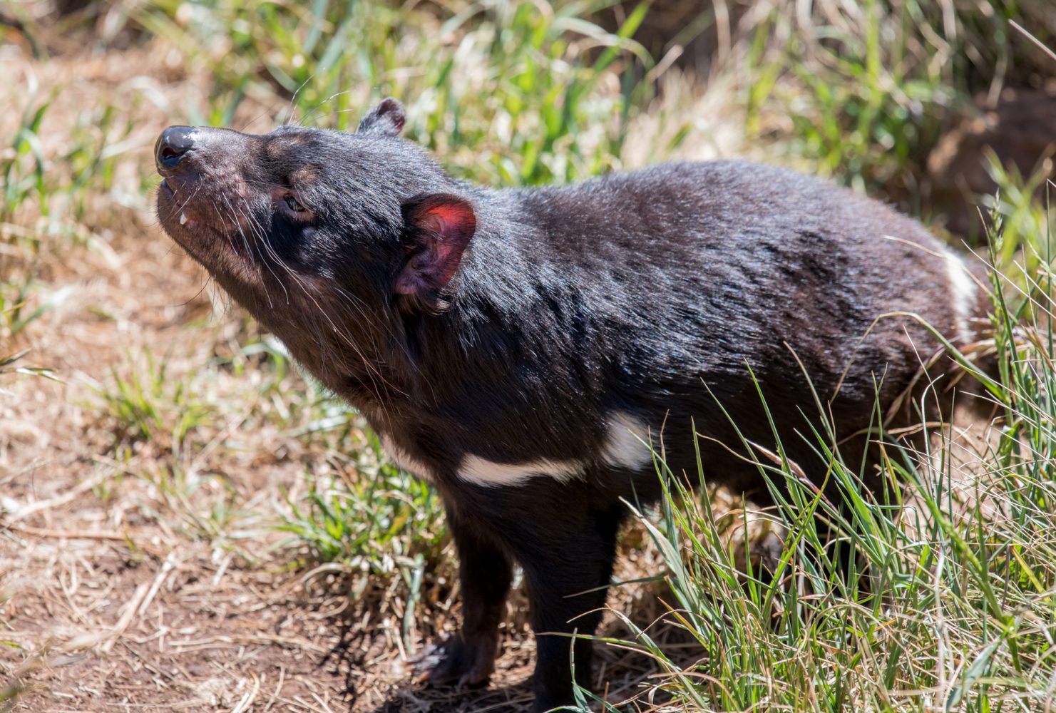 A big day and night at Aussie Ark - Birding Year